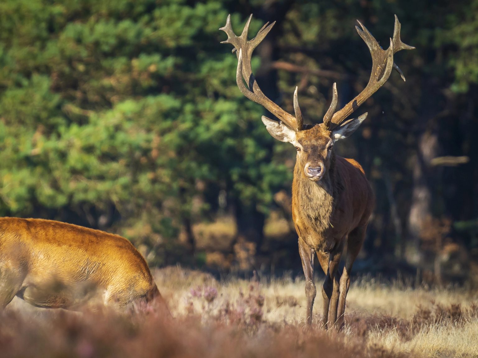 Oregon Bow Hunters – Foster, Perpetuate, and Expand Archery & Bow ...