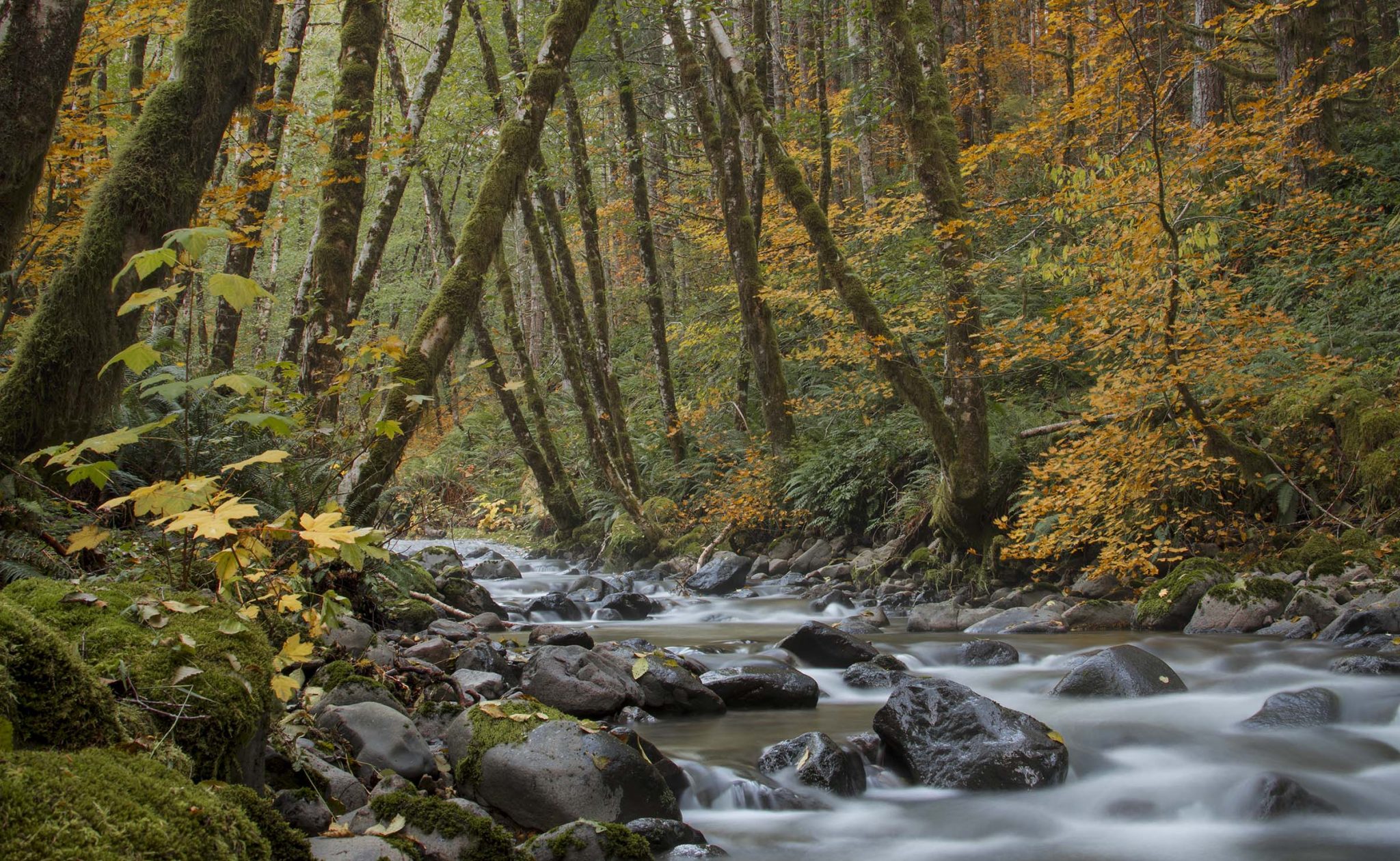 Oregon Bow Hunters – Foster, Perpetuate, and Expand Archery & Bow ...